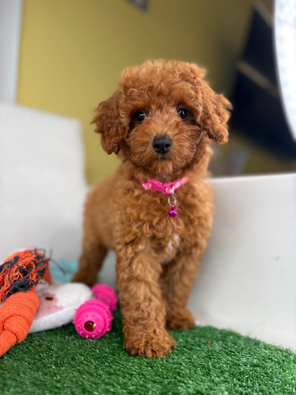 Fancy Toy Poodles | Mini, Toy & Teacup Poodle Puppies – The Fancy Toy ...