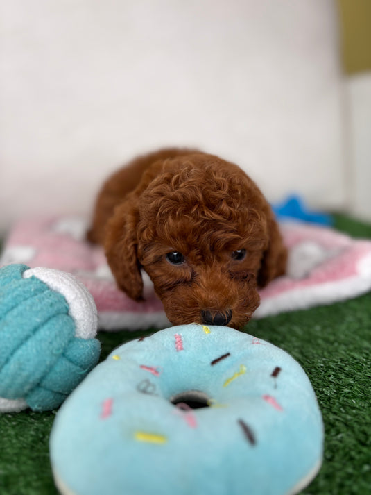 Fancy Toy Poodles | Mini, Toy & Teacup Poodle Puppies – The Fancy Toy ...