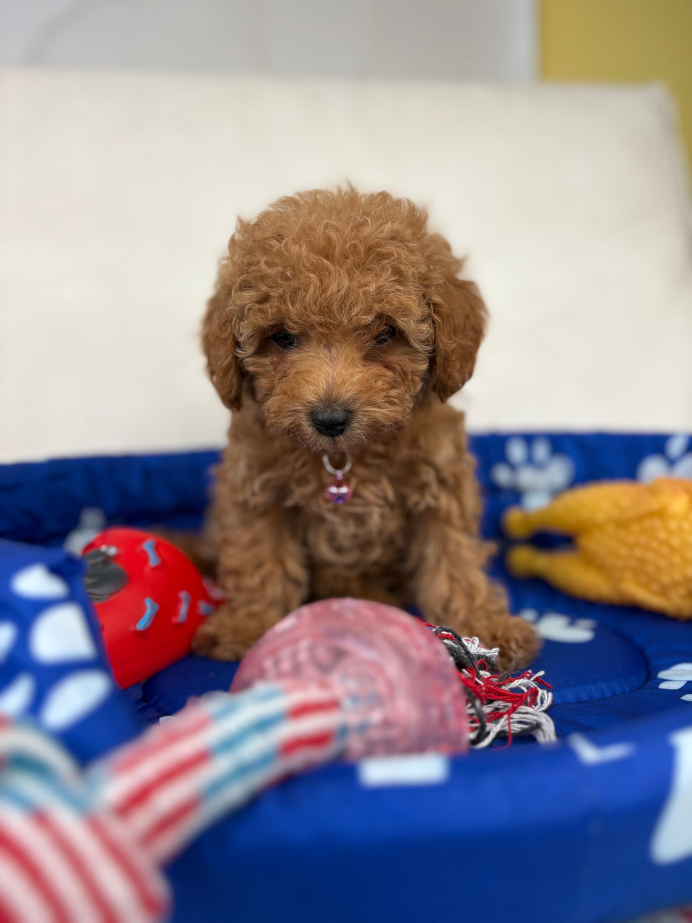 Female Teacup Poodle ‼️(Deposit Only ‼️ Please Read The Description Be ...