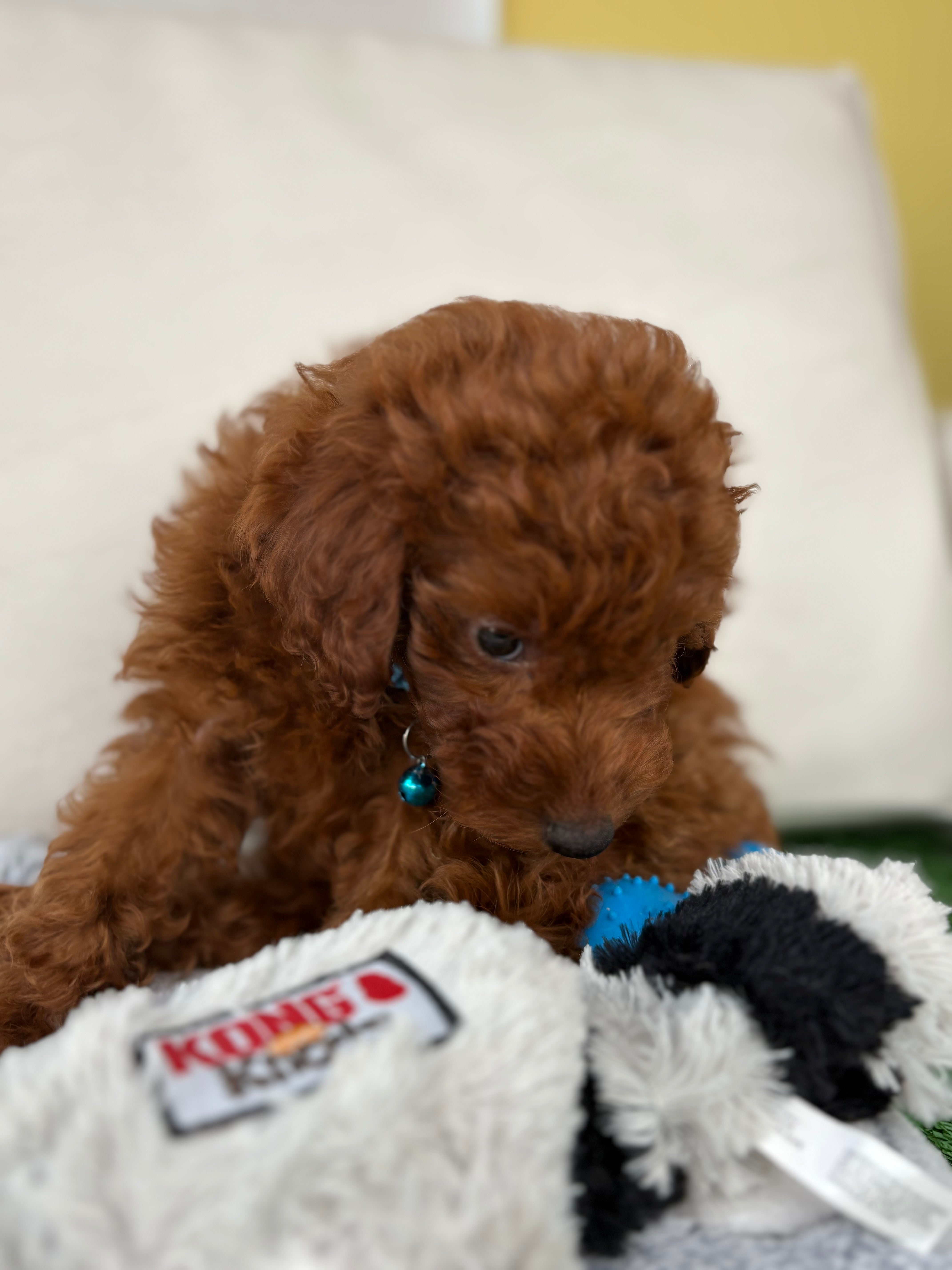 Fancy Toy Poodles | Mini, Toy & Teacup Poodle Puppies – The Fancy Toy ...