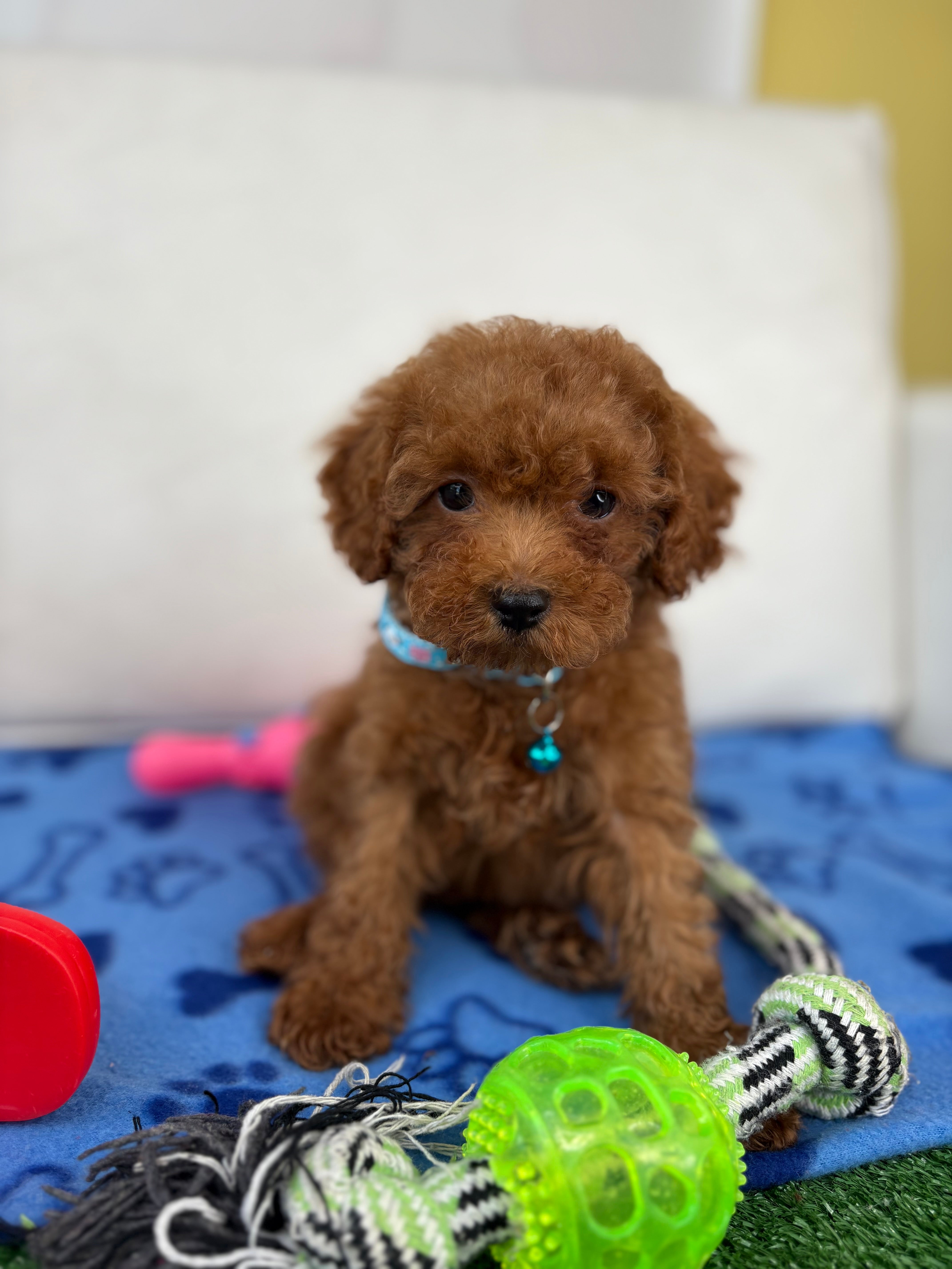 Male Teacup Poodle ‼️(Deposit Only ‼️ Please Read The Description Belo ...