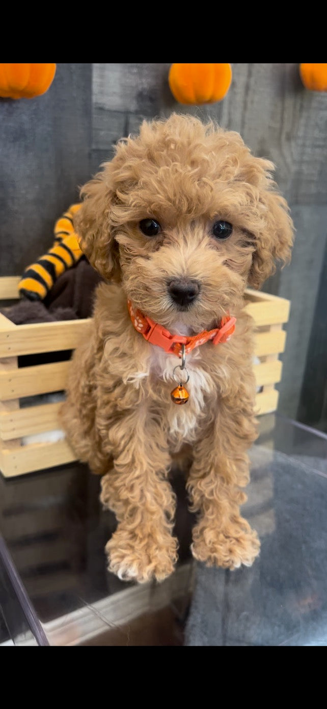 Male Apricot Toy Poodle 🐩(Deposit Only, Please Read The Description Be ...