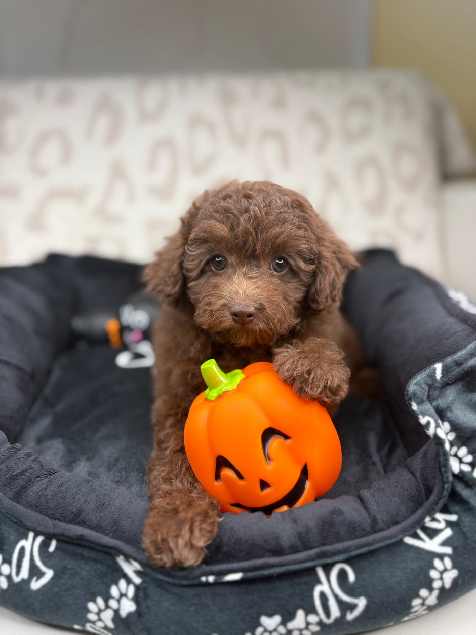 Fancy Toy Poodles | Mini, Toy & Teacup Poodle Puppies – The Fancy Toy ...