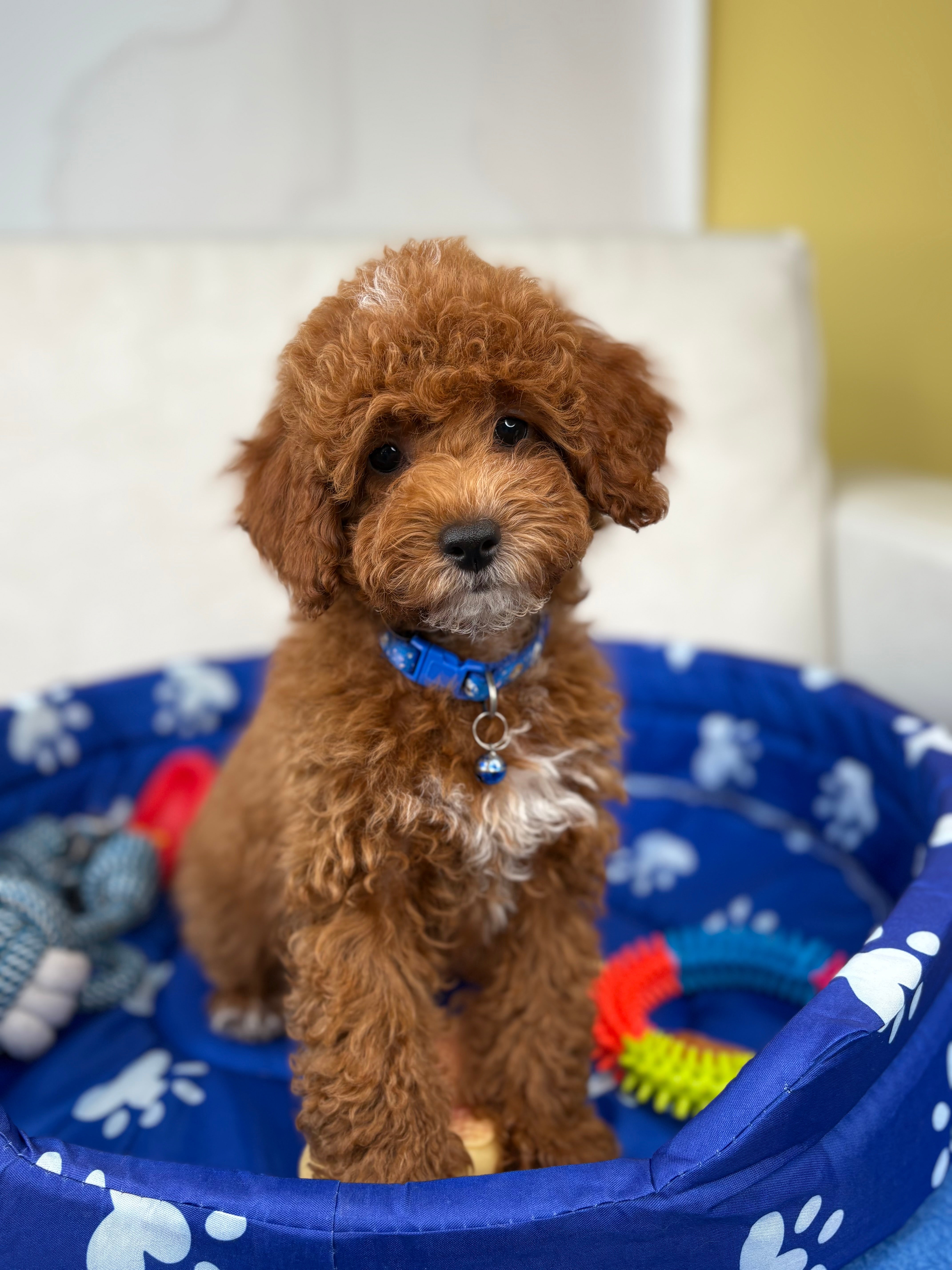 Red And White Male Mini Poodle 🐩 (Deposit Only, Please Read The Descri ...