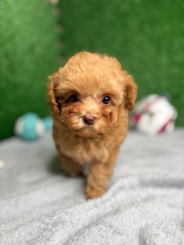 Fancy Toy Poodles | Mini, Toy & Teacup Poodle Puppies – The Fancy Toy ...