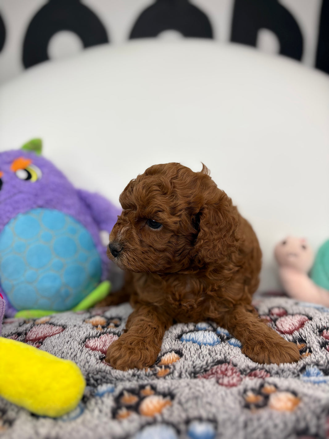 Fancy Toy Poodles | Mini, Toy & Teacup Poodle Puppies – The Fancy Toy ...