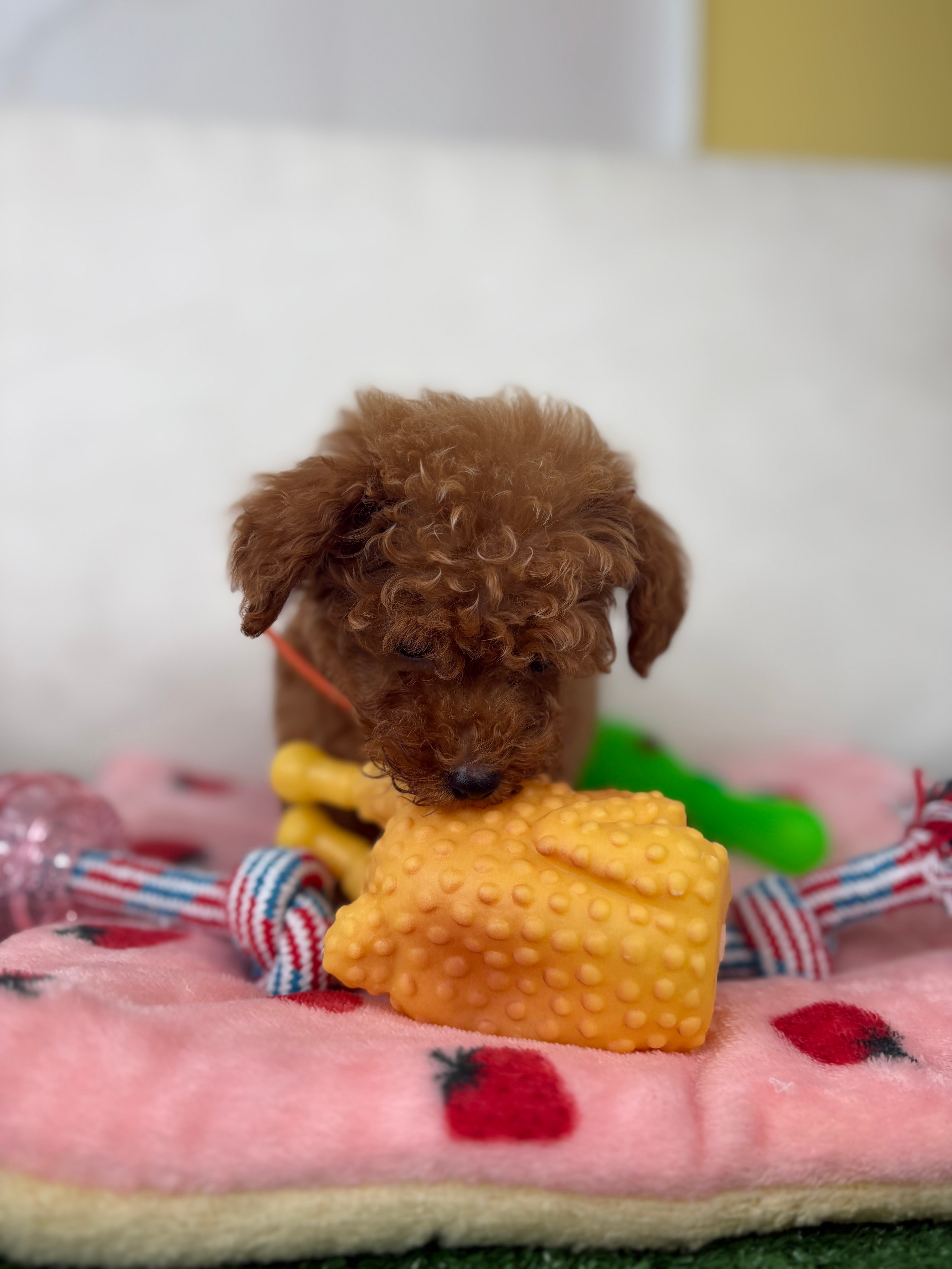 Red Male Micro Poodle 🐩 (Deposit Only ‼️Please Read The Description Be ...