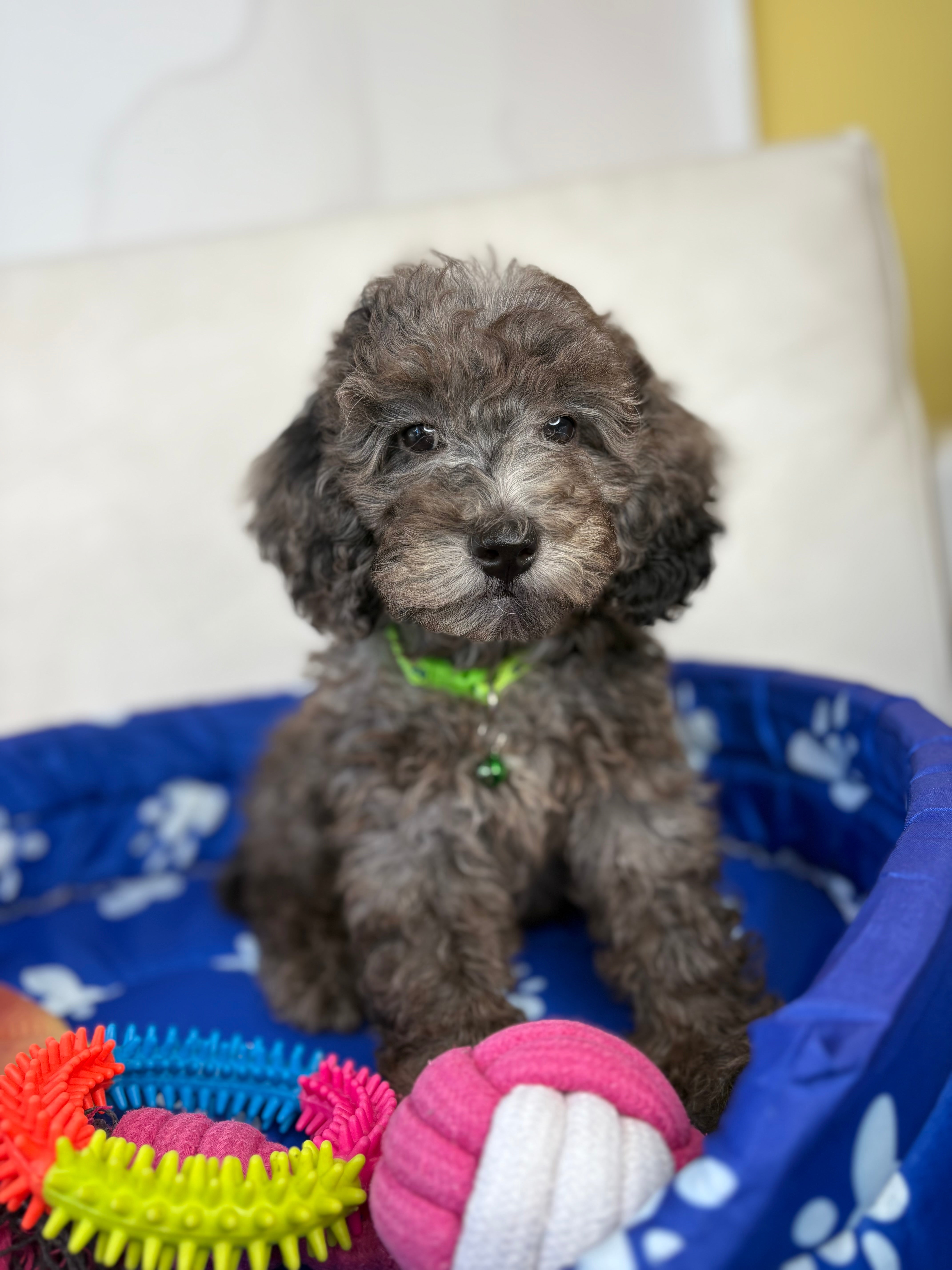 Female Merle Miniature Poodle (Deposit Only ‼️ Please Read DESCRIPTION ...