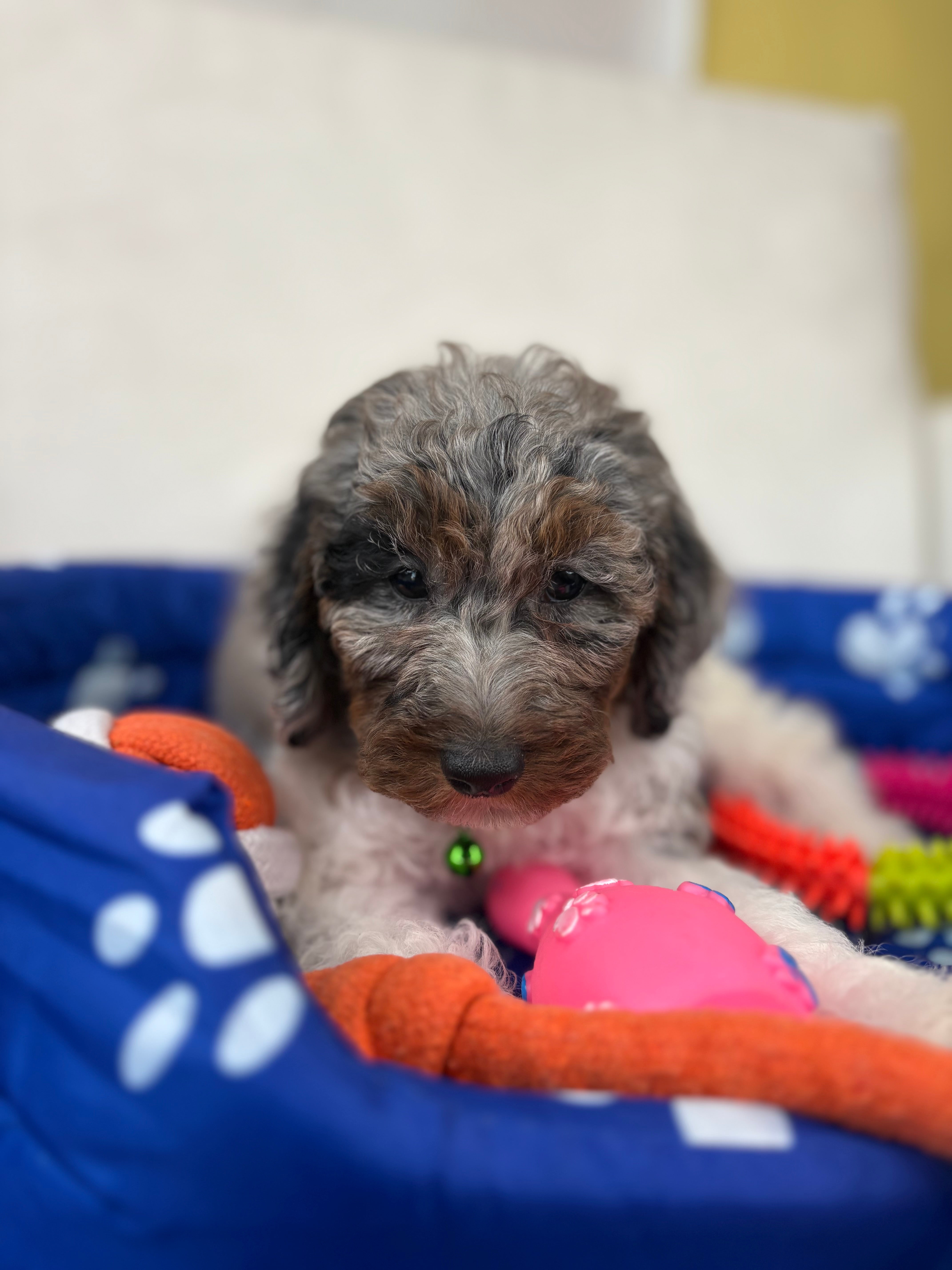 Merle Head Male Toy Poodle 🐩 (Deposit Only ‼️ Please Read The Descript ...