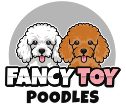Fancy Toy Poodles | Mini, Toy & Teacup Poodle Puppies – The Fancy Toy ...