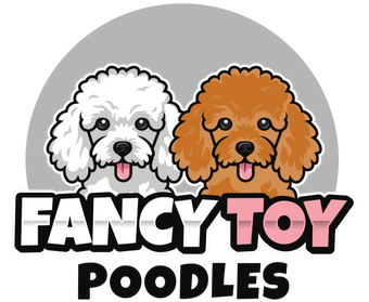 Fancy Toy Poodles | Mini, Toy & Teacup Poodle Puppies – The Fancy Toy ...