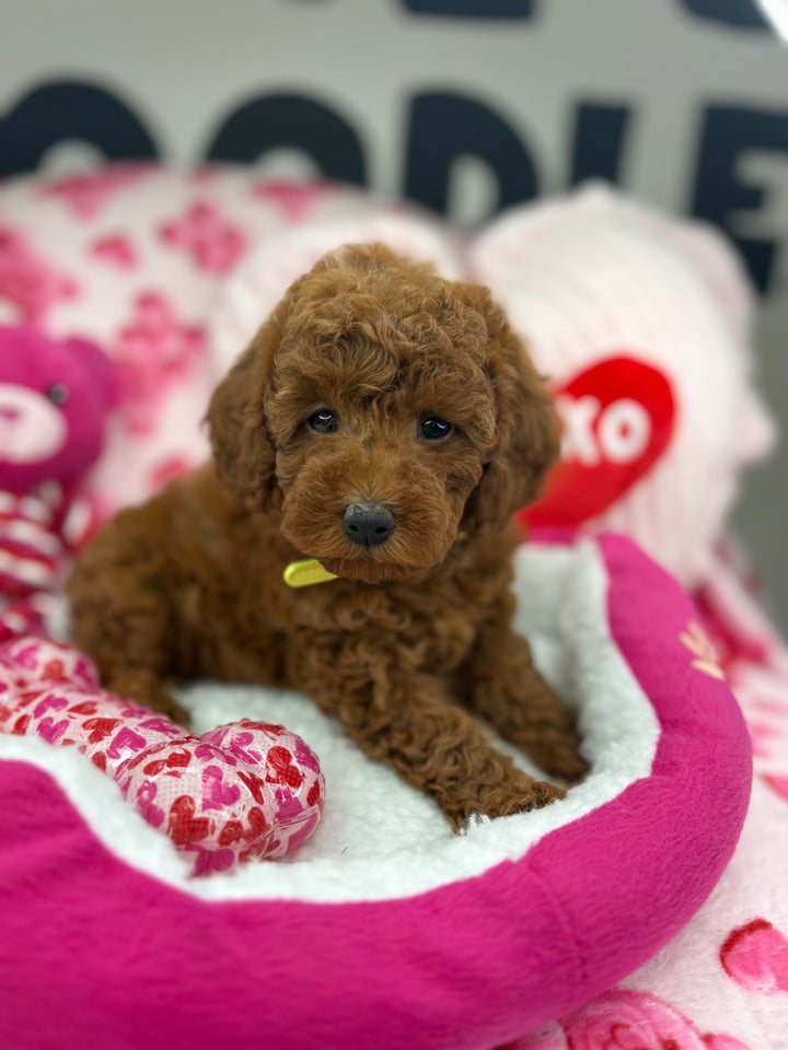 Fancy Toy Poodles | Mini, Toy & Teacup Poodle Puppies – The Fancy Toy ...