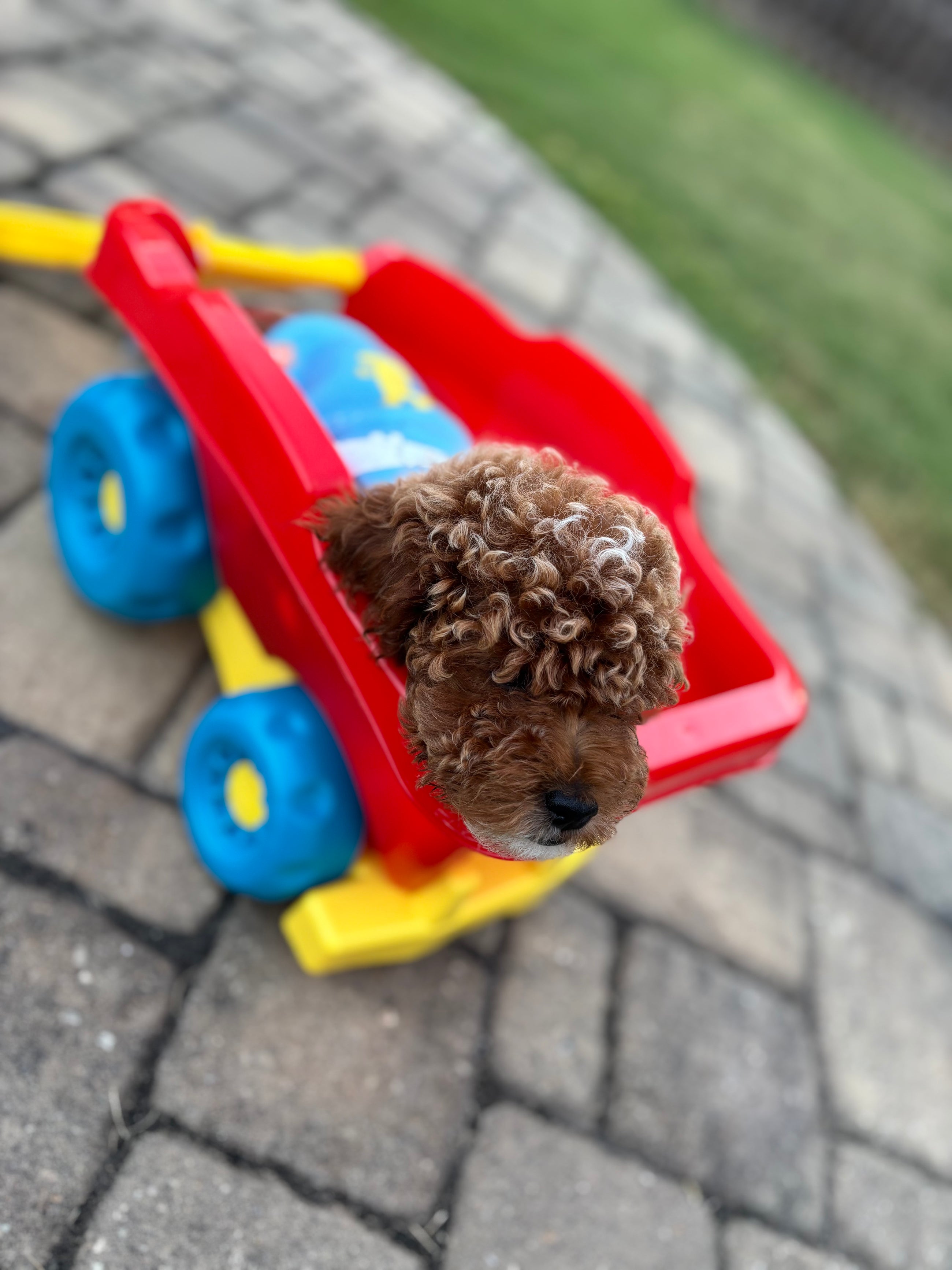 The Fancy Toy Poodle Store