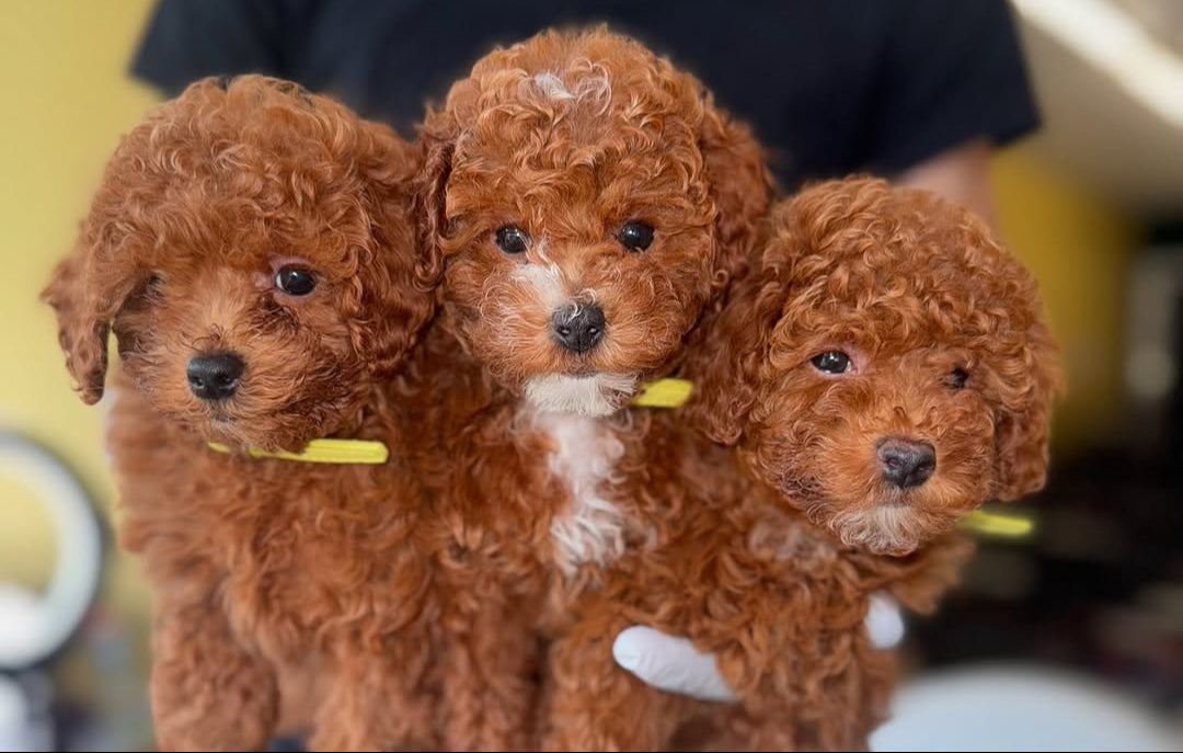 Fancy Toy Poodles | Mini, Toy & Teacup Poodle Puppies – The Fancy Toy ...