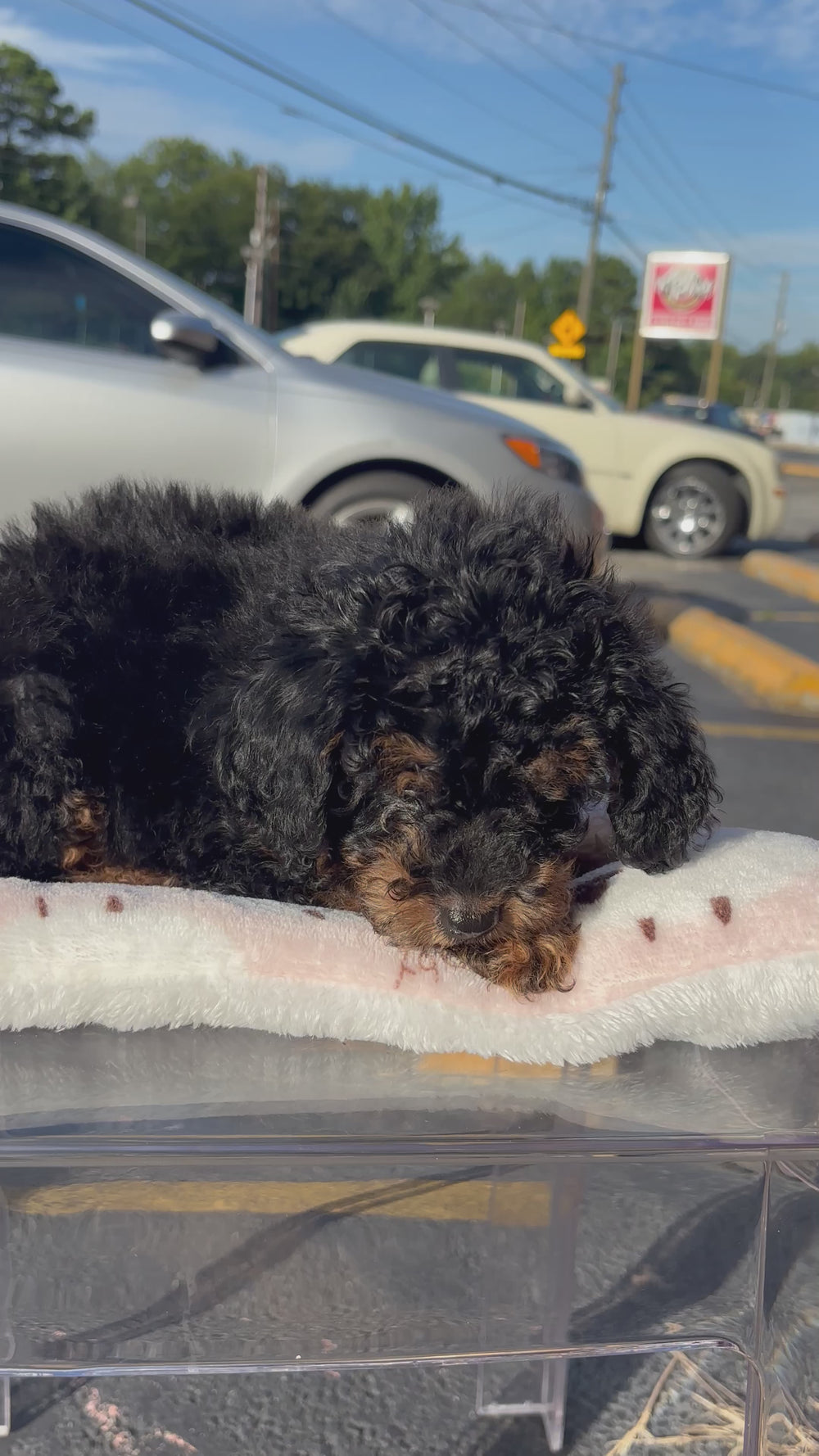 The Fancy Toy Poodle Store