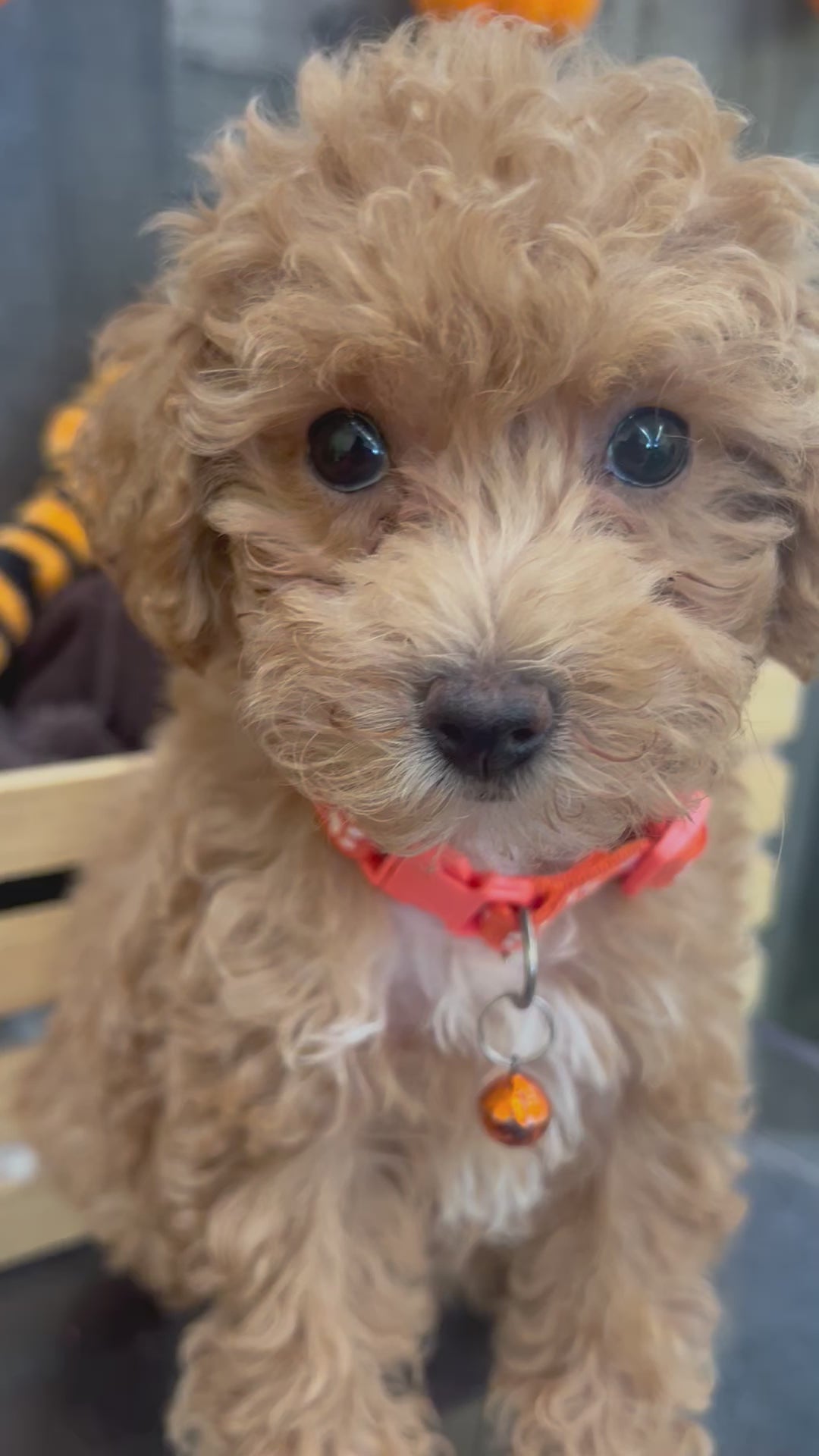 Male Apricot Toy Poodle 🐩(Deposit Only, Please Read The Description Be ...