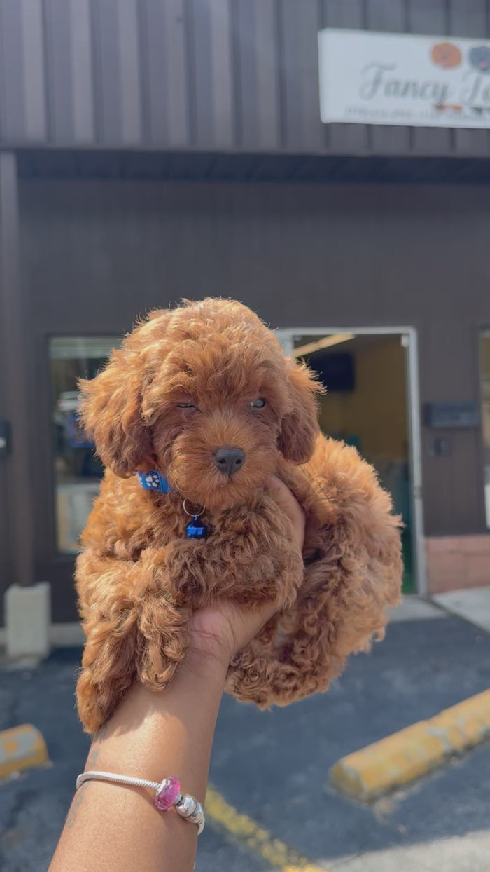 The Fancy Toy Poodle Store